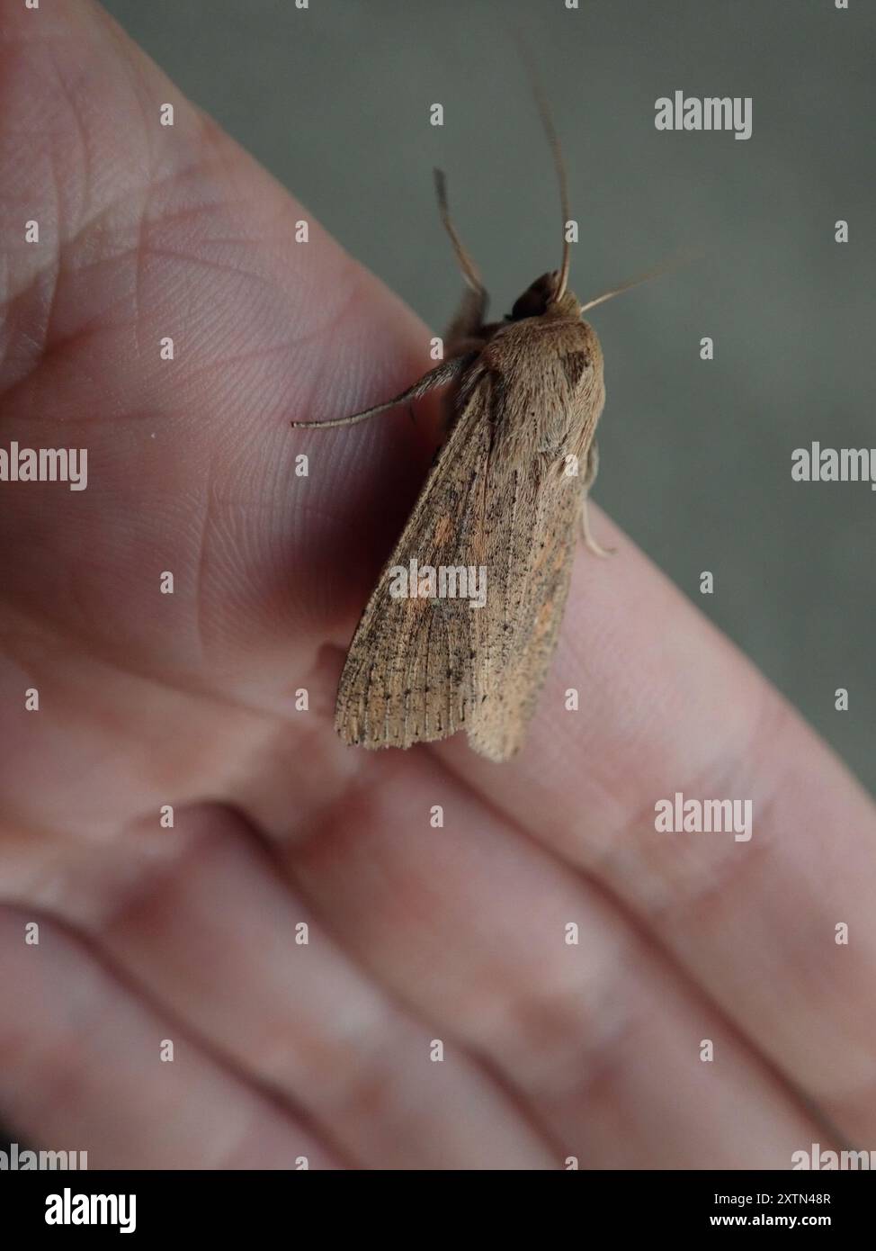 Northern armyworm hi-res stock photography and images - Alamy