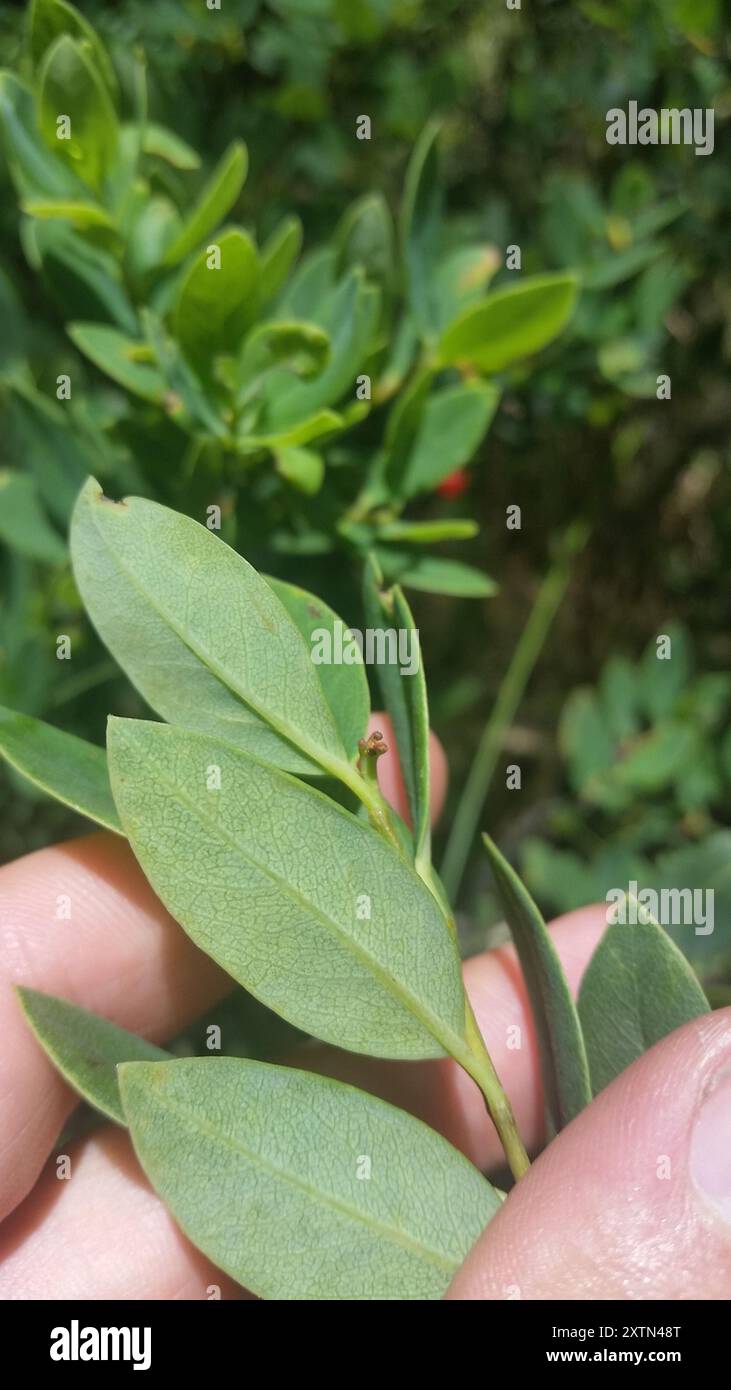 Phillyreifolia hi-res stock photography and images - Alamy