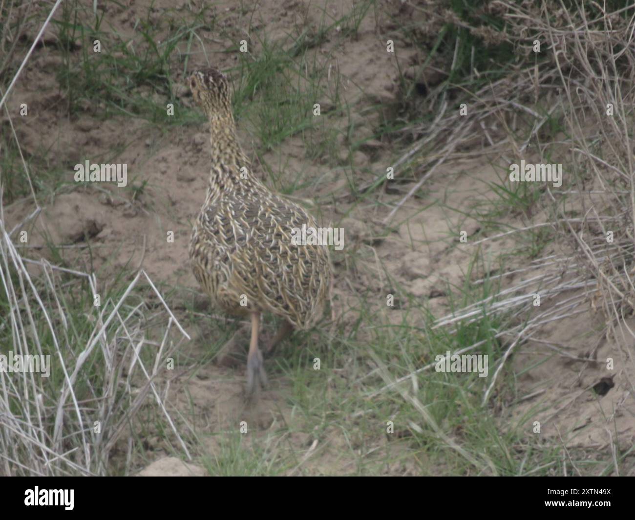 Spotted Nothura (Nothura maculosa) Aves Stock Photo - Alamy