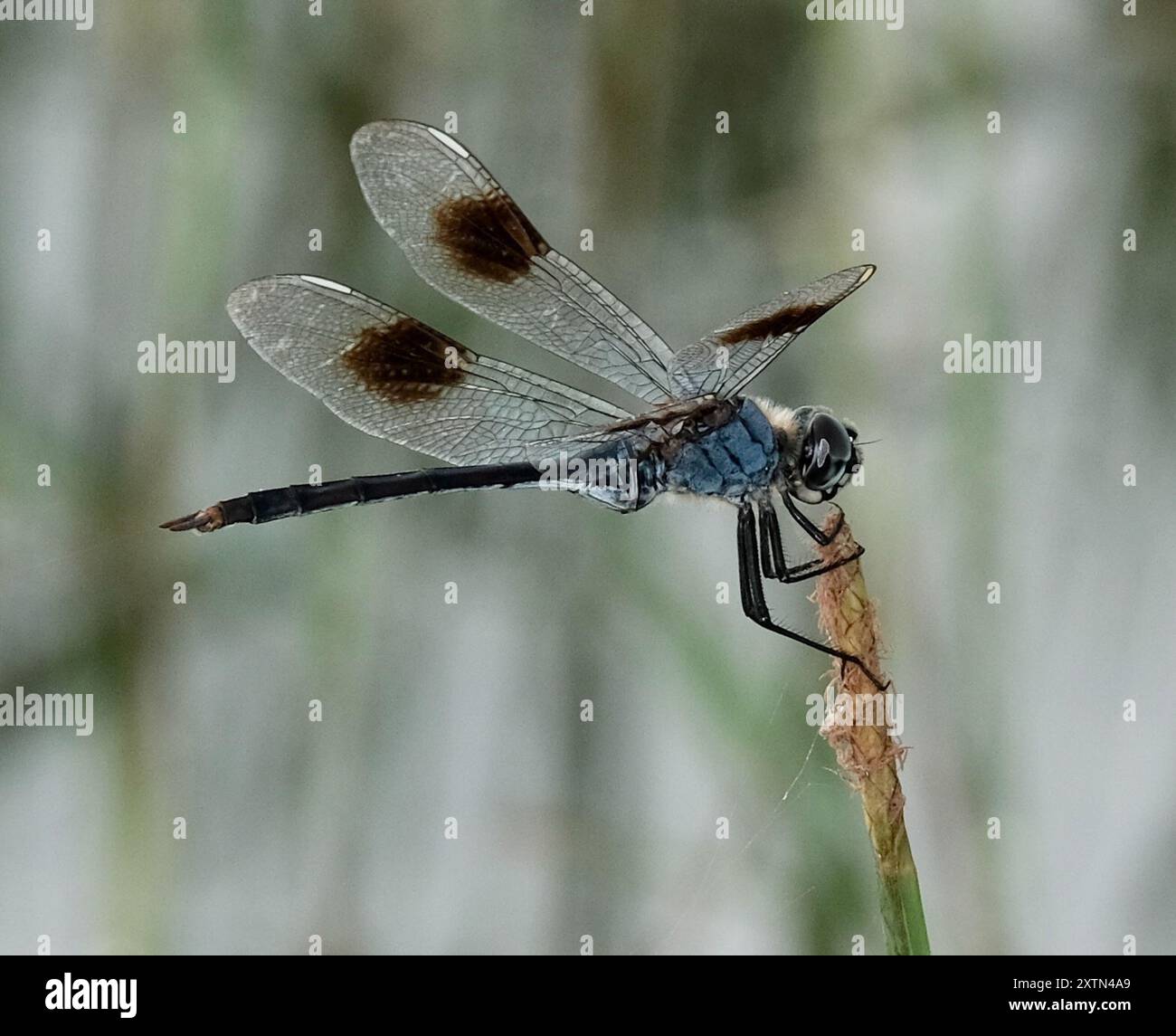 Four-spotted Pennant (Brachymesia gravida) Insecta Stock Photo - Alamy