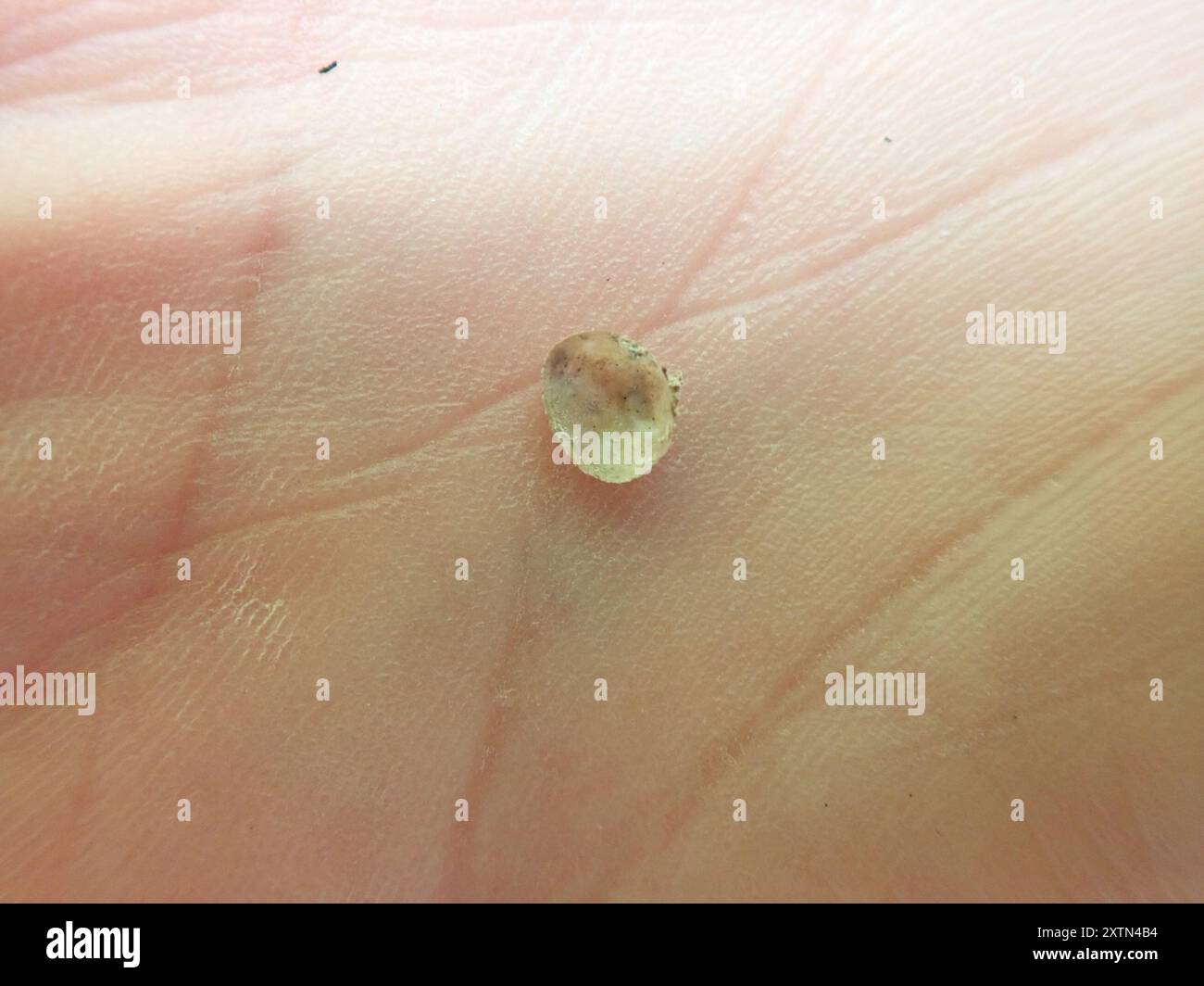 Pea Clams (Sphaeriidae) Mollusca Stock Photo - Alamy