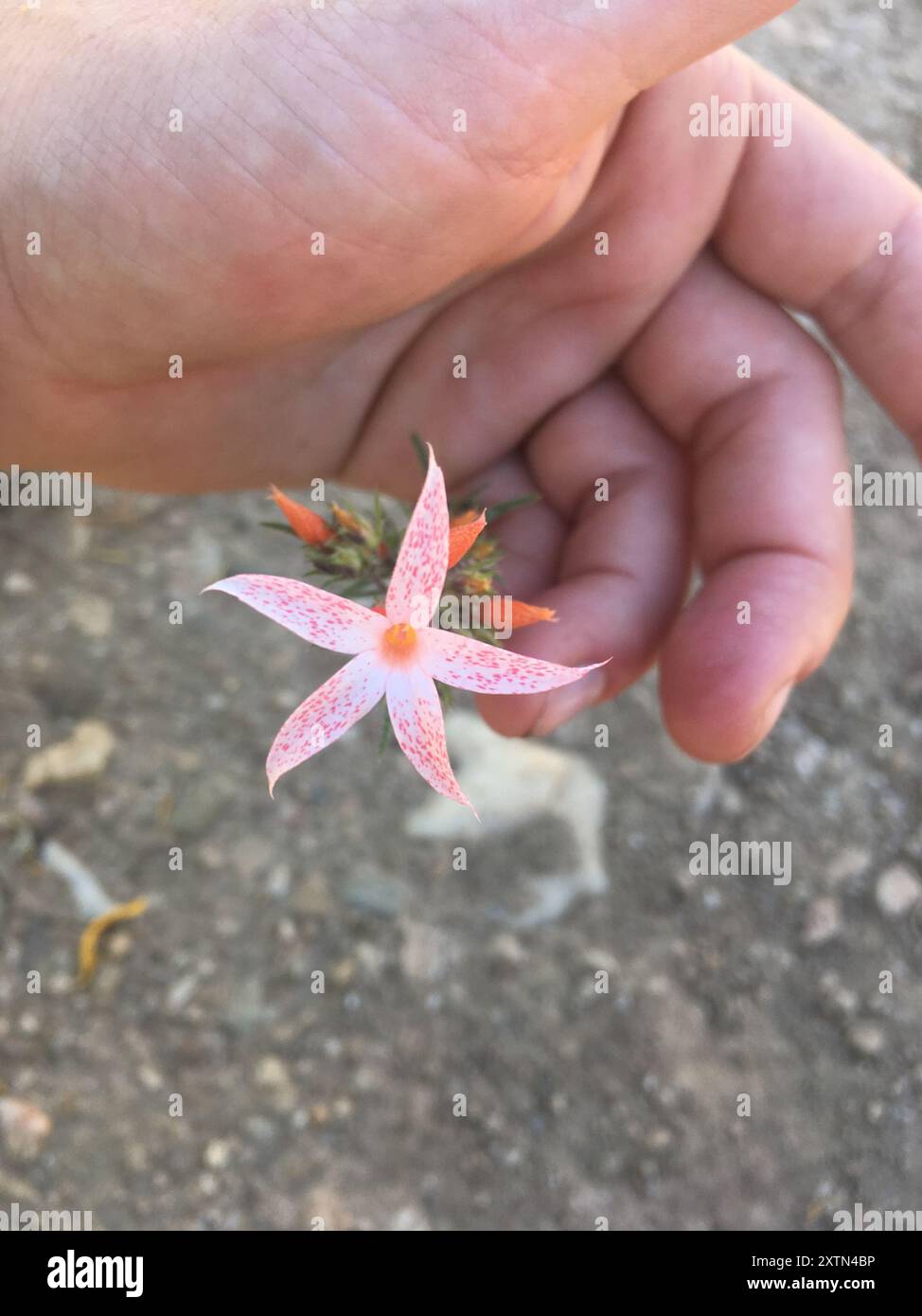 Tenuituba hi-res stock photography and images - Alamy