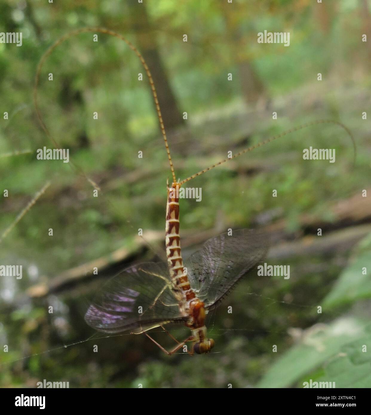 Giant Mayflies (Hexagenia) Insecta Stock Photo - Alamy