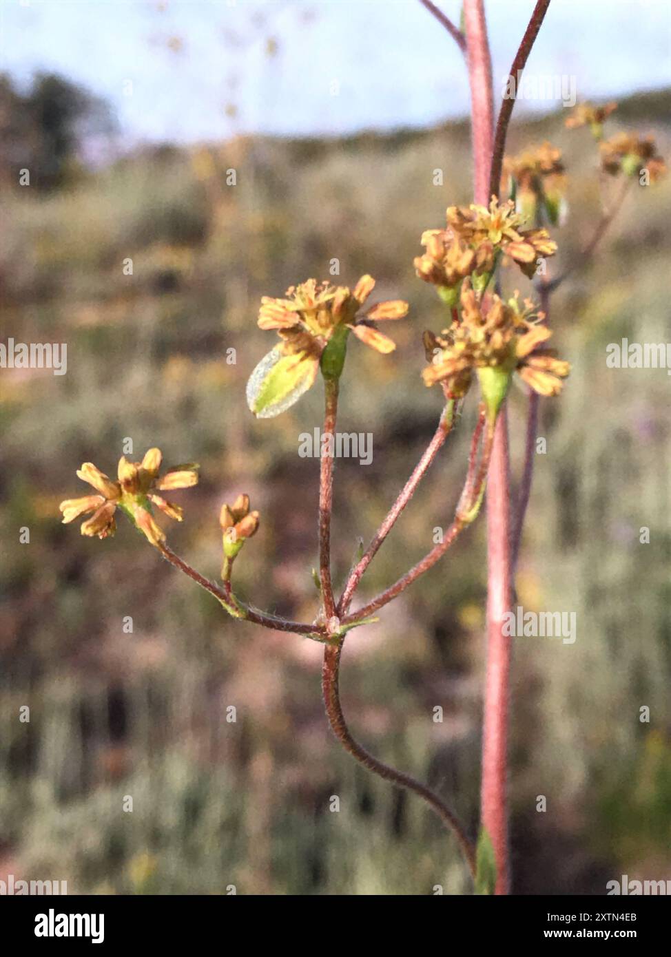 Winged Buckwheat (Eriogonum alatum) Plantae Stock Photo - Alamy