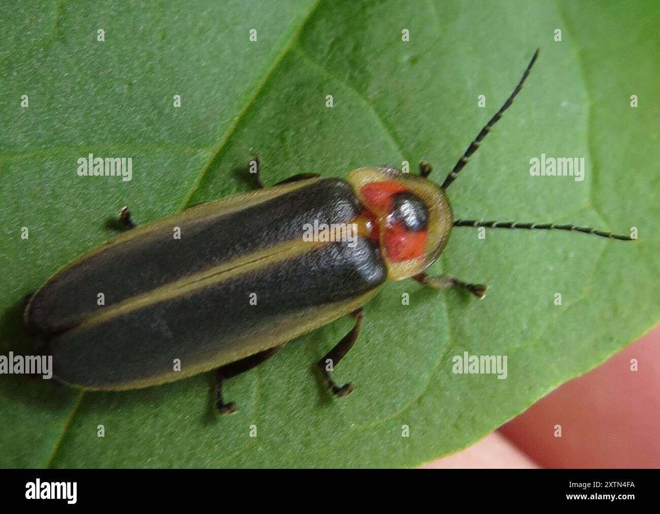 Common Eastern Firefly (Photinus pyralis) Insecta Stock Photo - Alamy