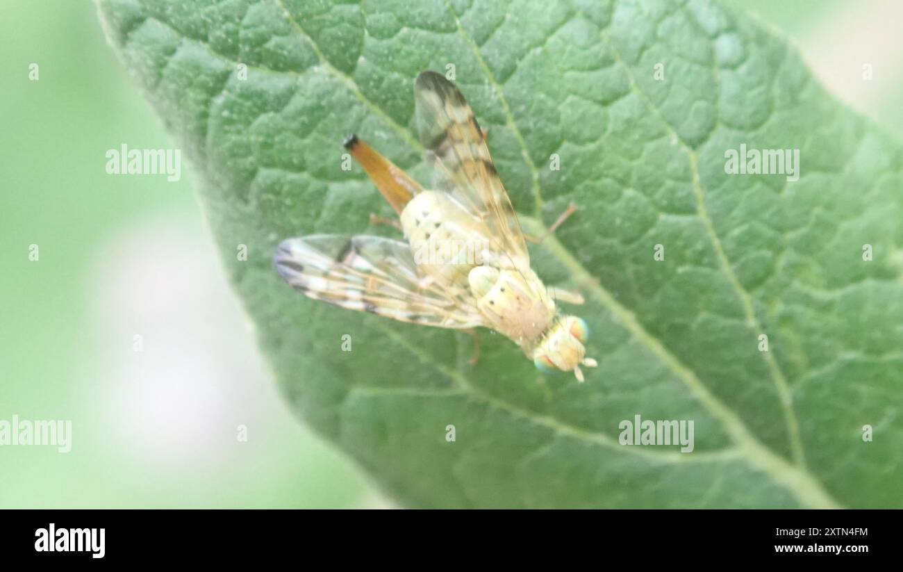 Fruit Flies (Tephritidae) Insecta Stock Photo - Alamy