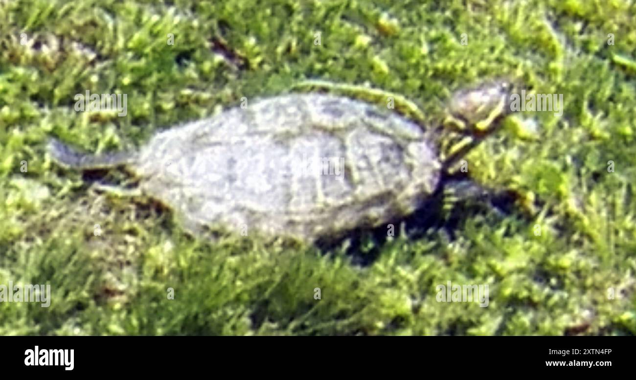 Red-eared Slider (Trachemys scripta elegans) Reptilia Stock Photo - Alamy