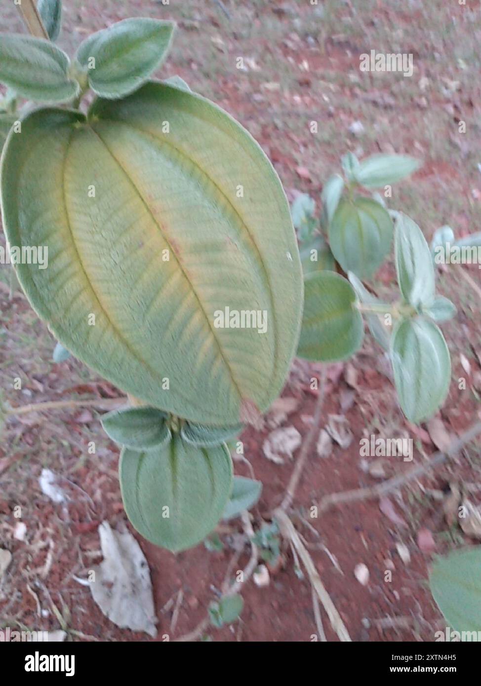Glory bush (Pleroma urvilleanum) Plantae Stock Photo - Alamy