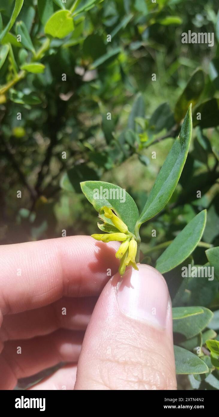 Phillyreifolia hi-res stock photography and images - Alamy