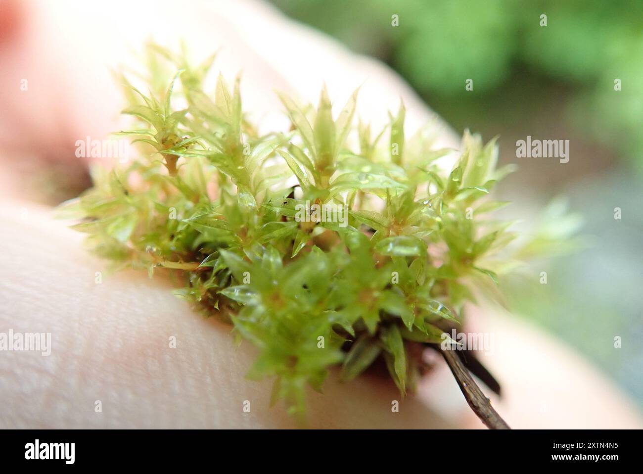 Long-leaved Thread Moss (Ptychostomum pseudotriquetrum) Plantae Stock ...