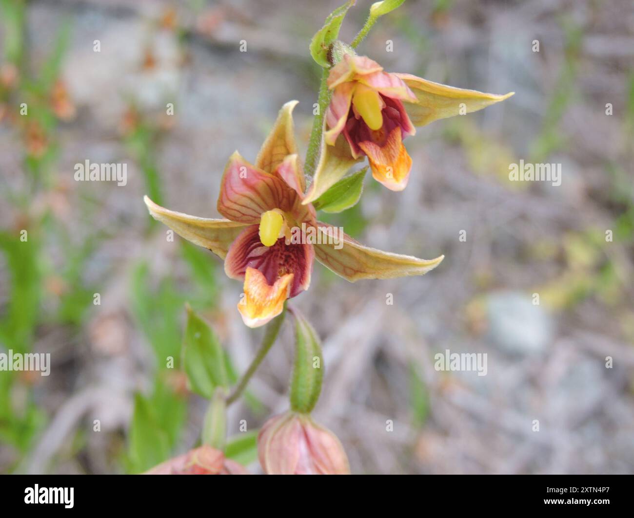 Stream Orchid (Epipactis gigantea) Plantae Stock Photo - Alamy