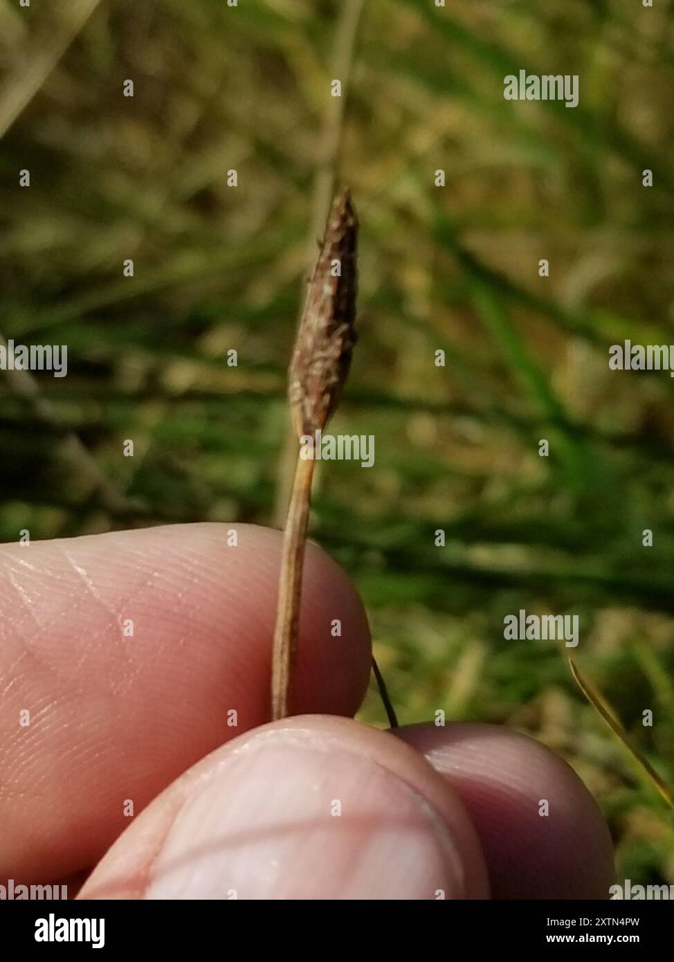 Common Spike-rush (Eleocharis palustris) Plantae Stock Photo - Alamy