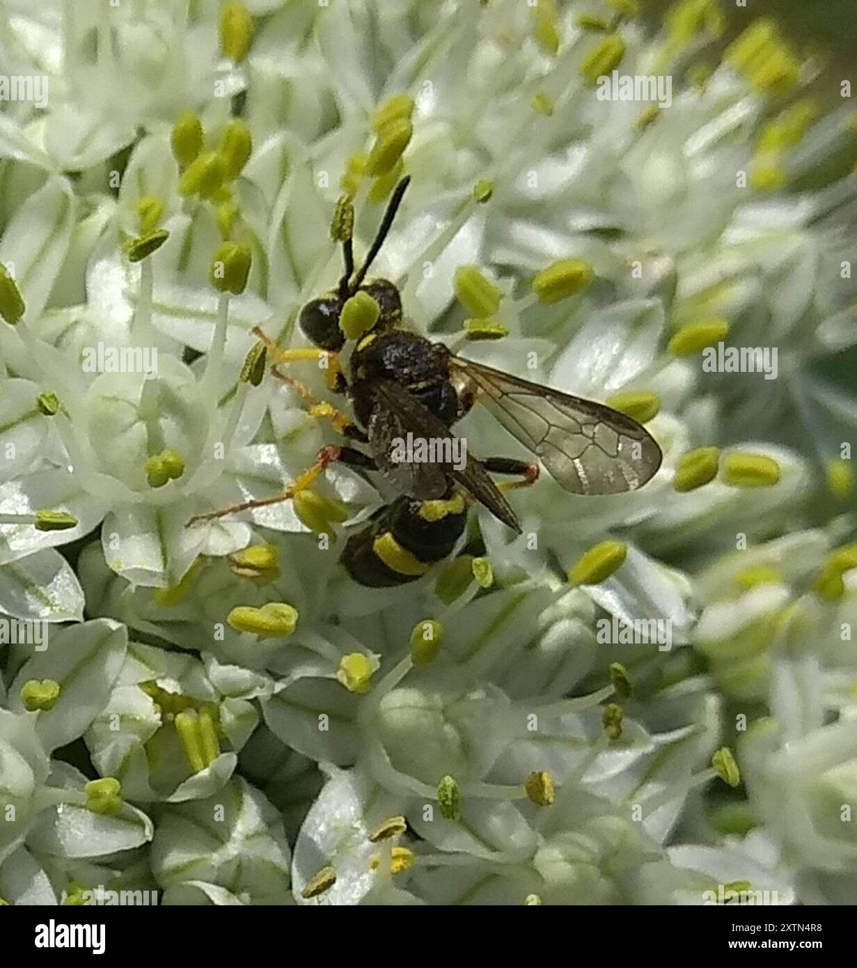 Typical Weevil Wasps and Allies (Cerceris) Insecta Stock Photo - Alamy