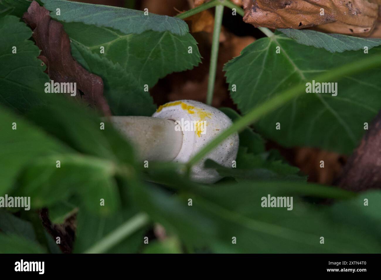 Yellow Stainer (Agaricus xanthodermus) Fungi Stock Photo - Alamy