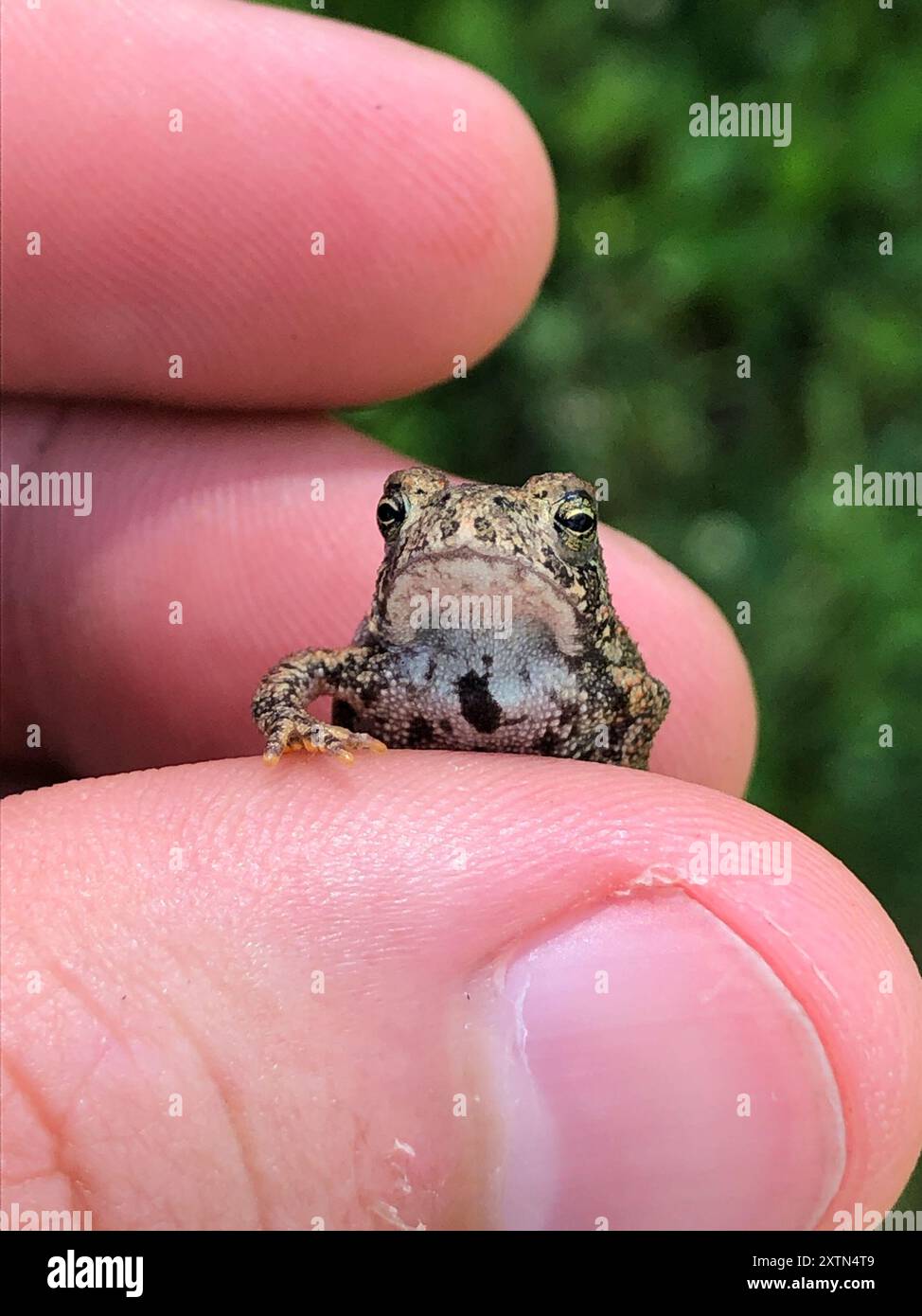 North American Toads (Anaxyrus) Amphibia Stock Photo - Alamy
