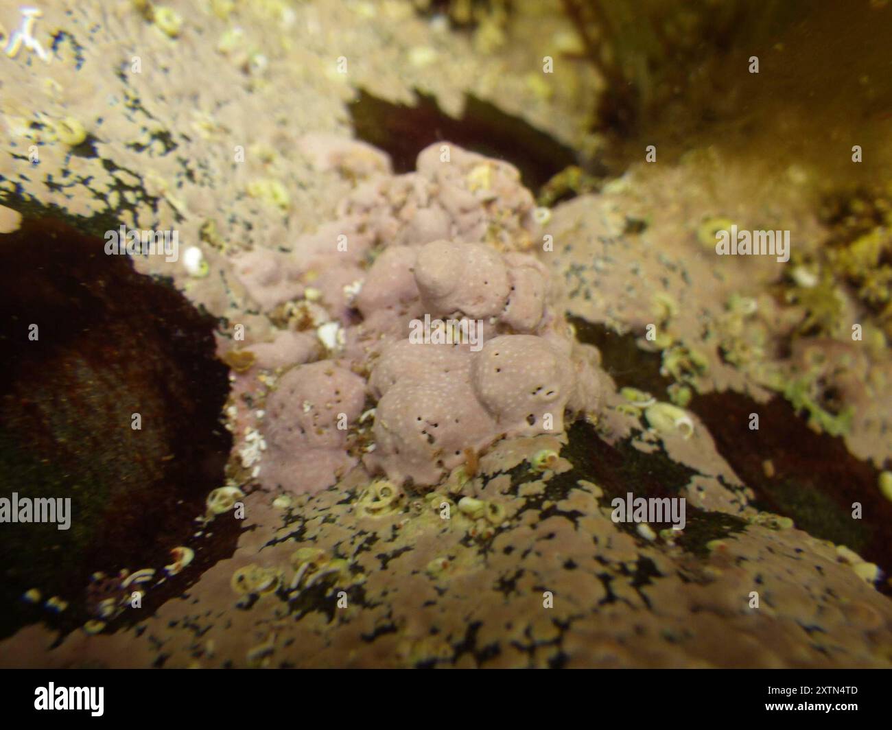 Crustose coralline algae (Lithothamnion) Plantae Stock Photo - Alamy