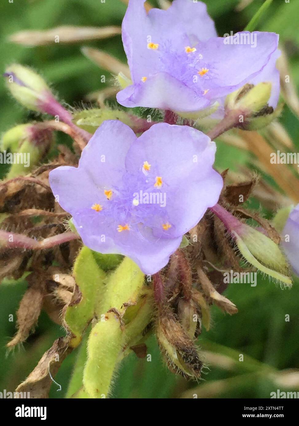 Zigzag Spiderwort (Tradescantia subaspera) Plantae Stock Photo - Alamy