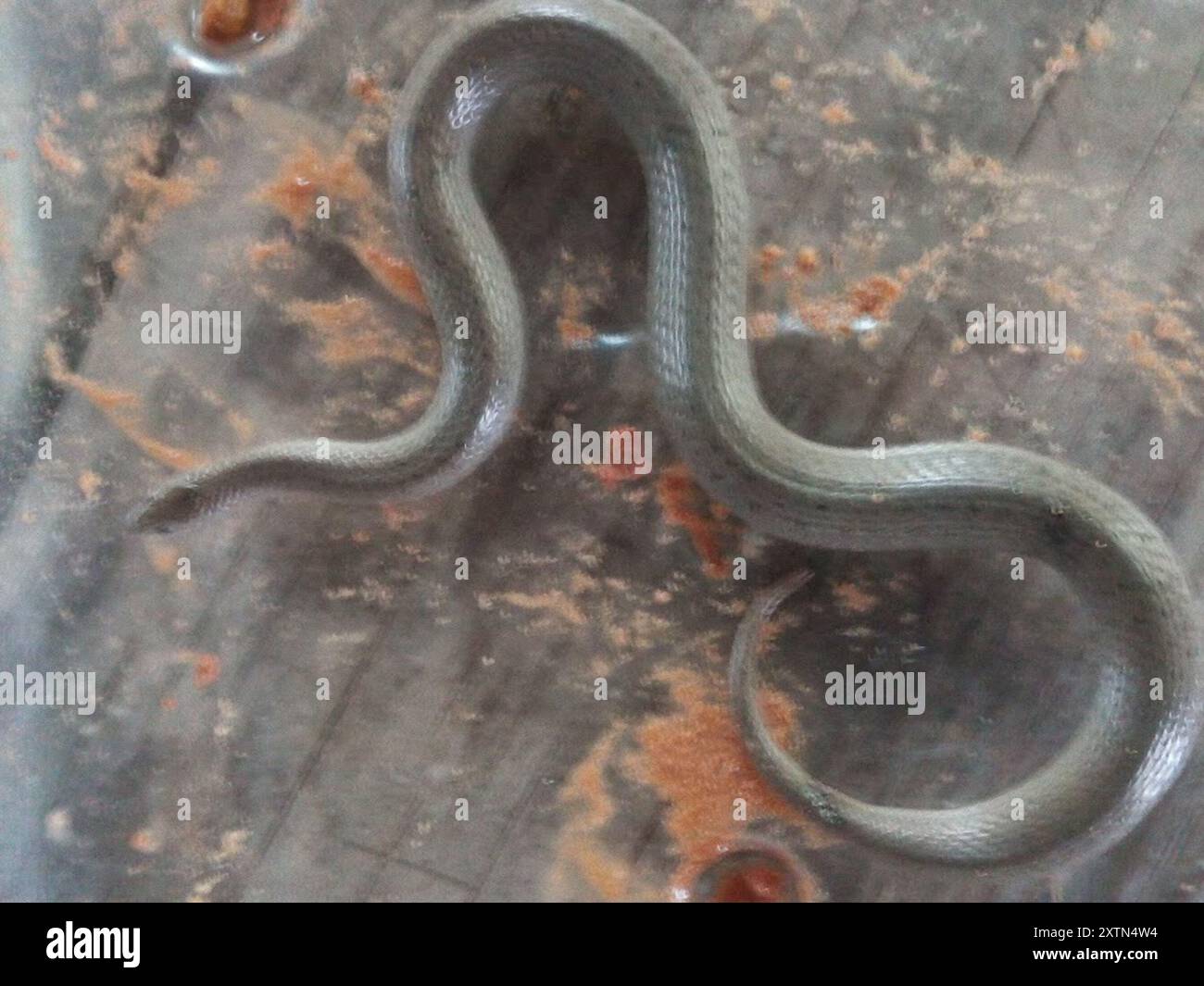 Smooth Earthsnake (Virginia valeriae) Reptilia Stock Photo - Alamy