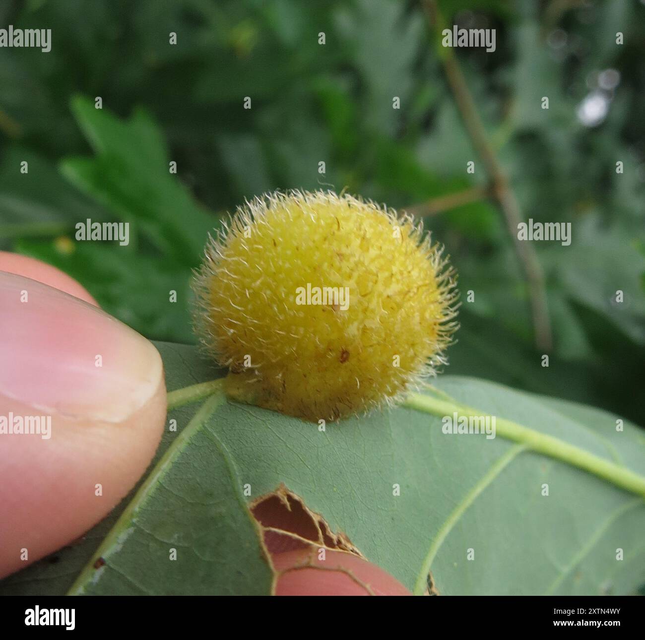 Hedgehog Gall Wasp (Acraspis erinacei) Insecta Stock Photo - Alamy