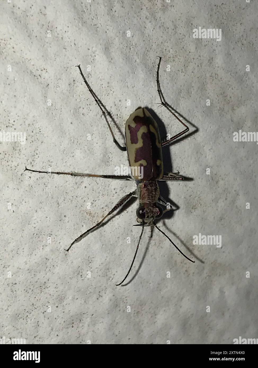 Aridland Tiger Beetle (Ellipsoptera marutha) Insecta Stock Photo - Alamy