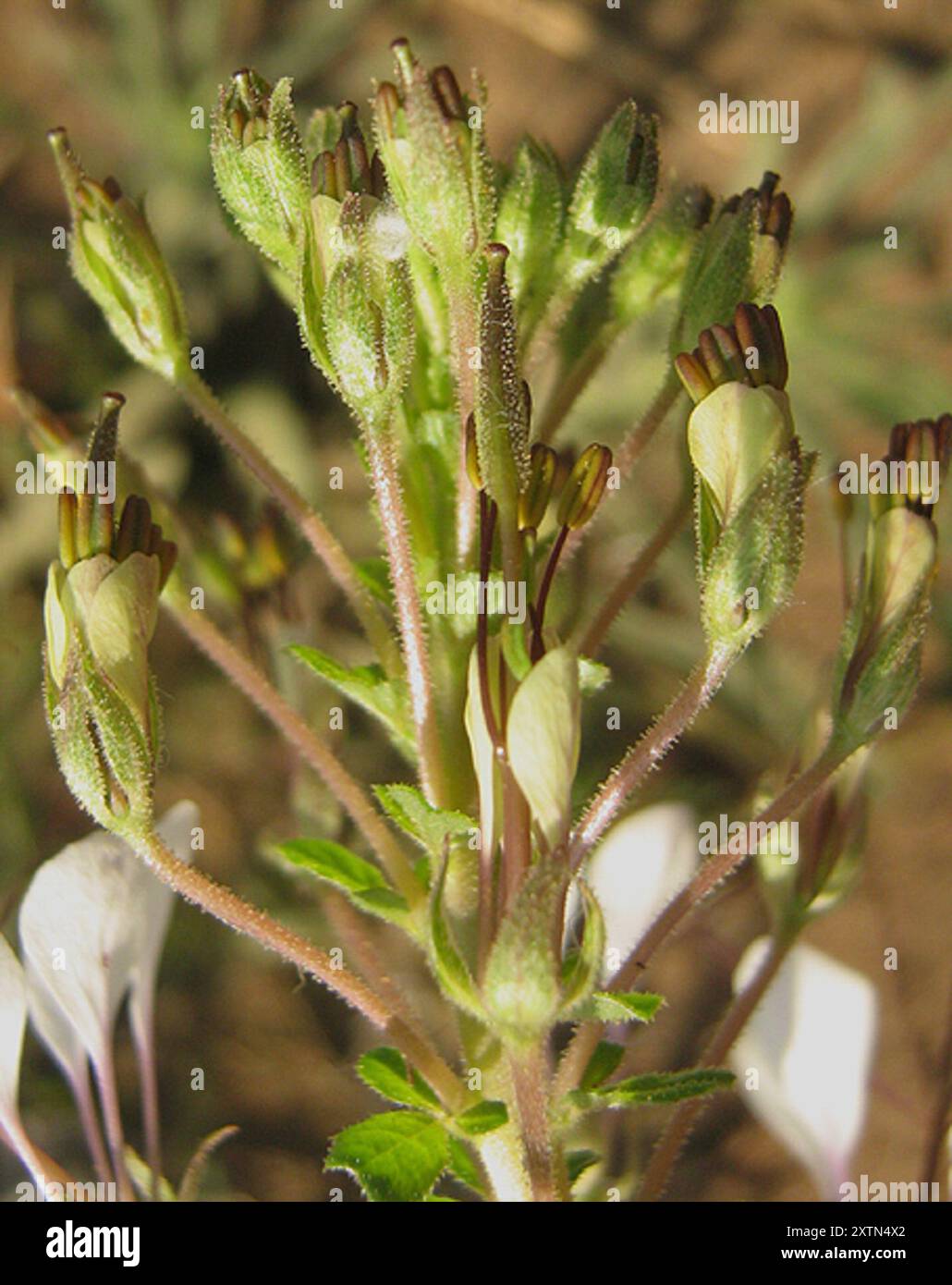 Spiderwisp (Cleome gynandra) Plantae Stock Photo - Alamy