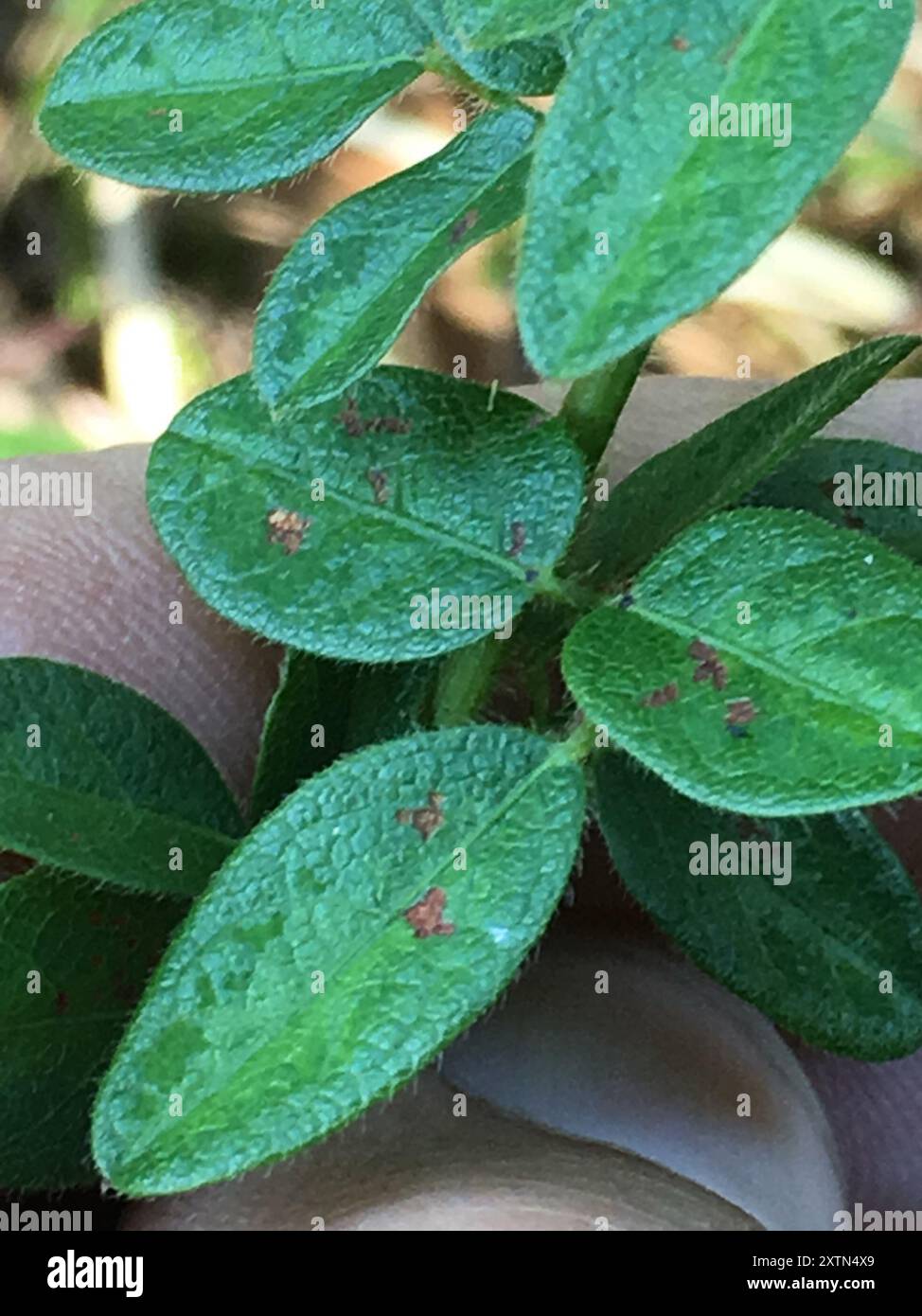 Little-leaf Tick-clover (Desmodium ciliare) Plantae Stock Photo - Alamy