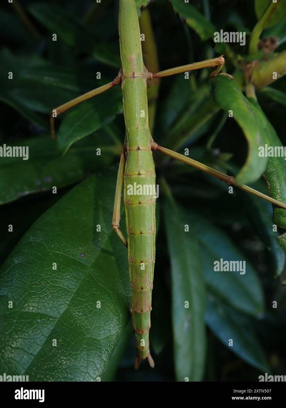 unarmed stick-insect (Acanthoxyla inermis) Insecta Stock Photo - Alamy