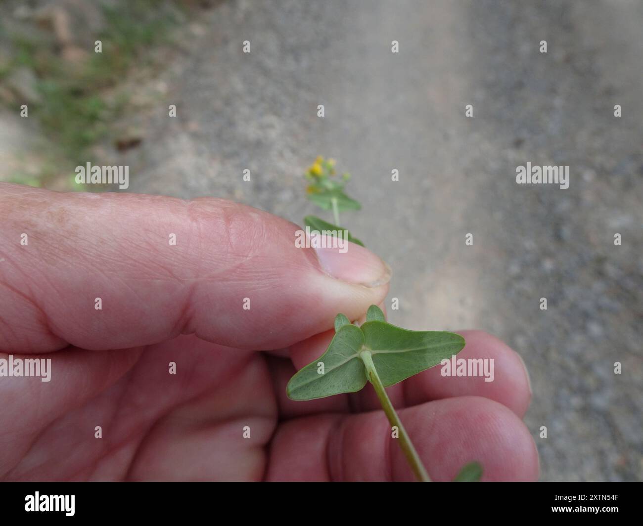 Slender St John's-wort (Hypericum pulchrum) Plantae Stock Photo - Alamy