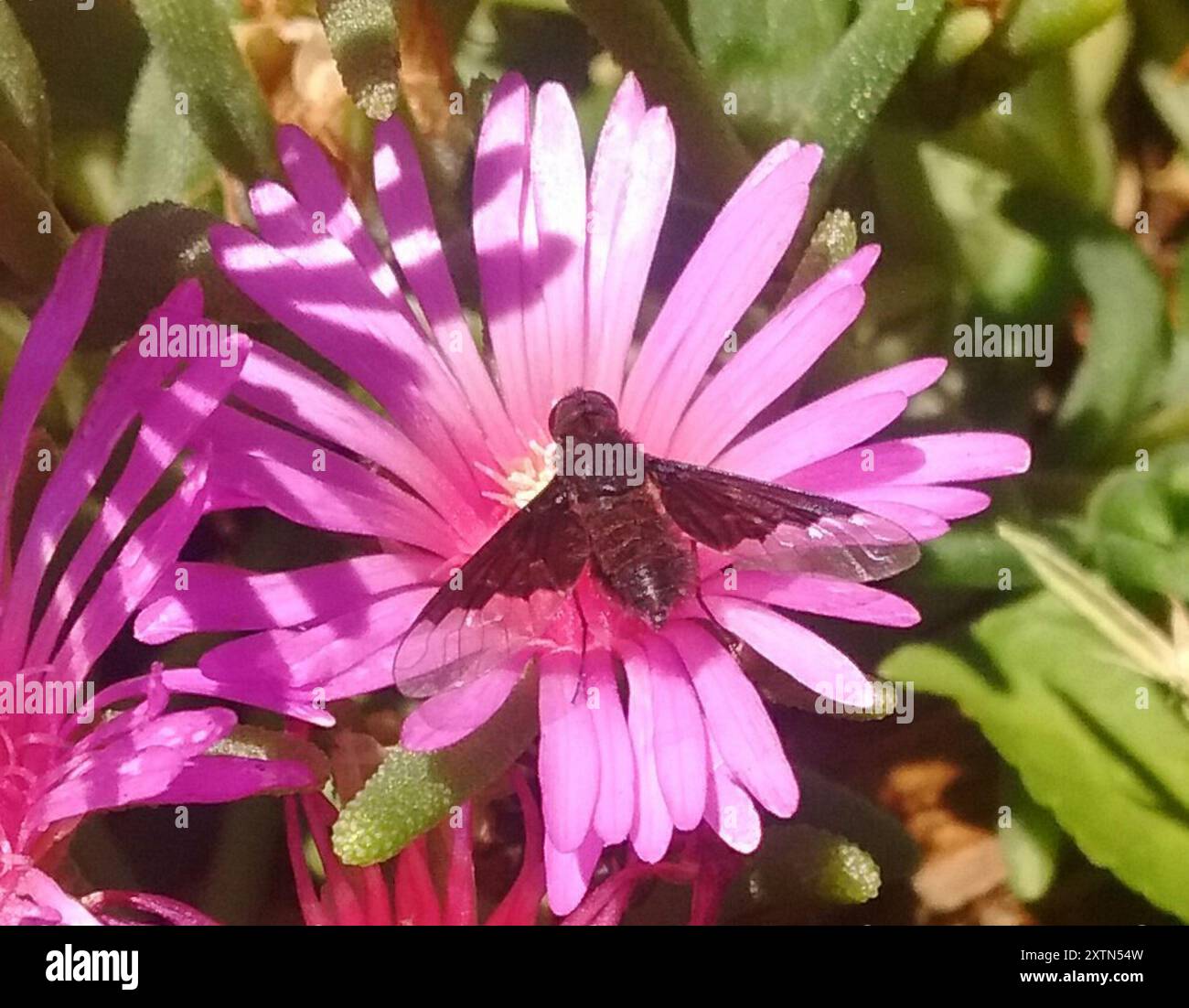 Black Banded Bee Fly (Hemipenthes morio) Insecta Stock Photo - Alamy