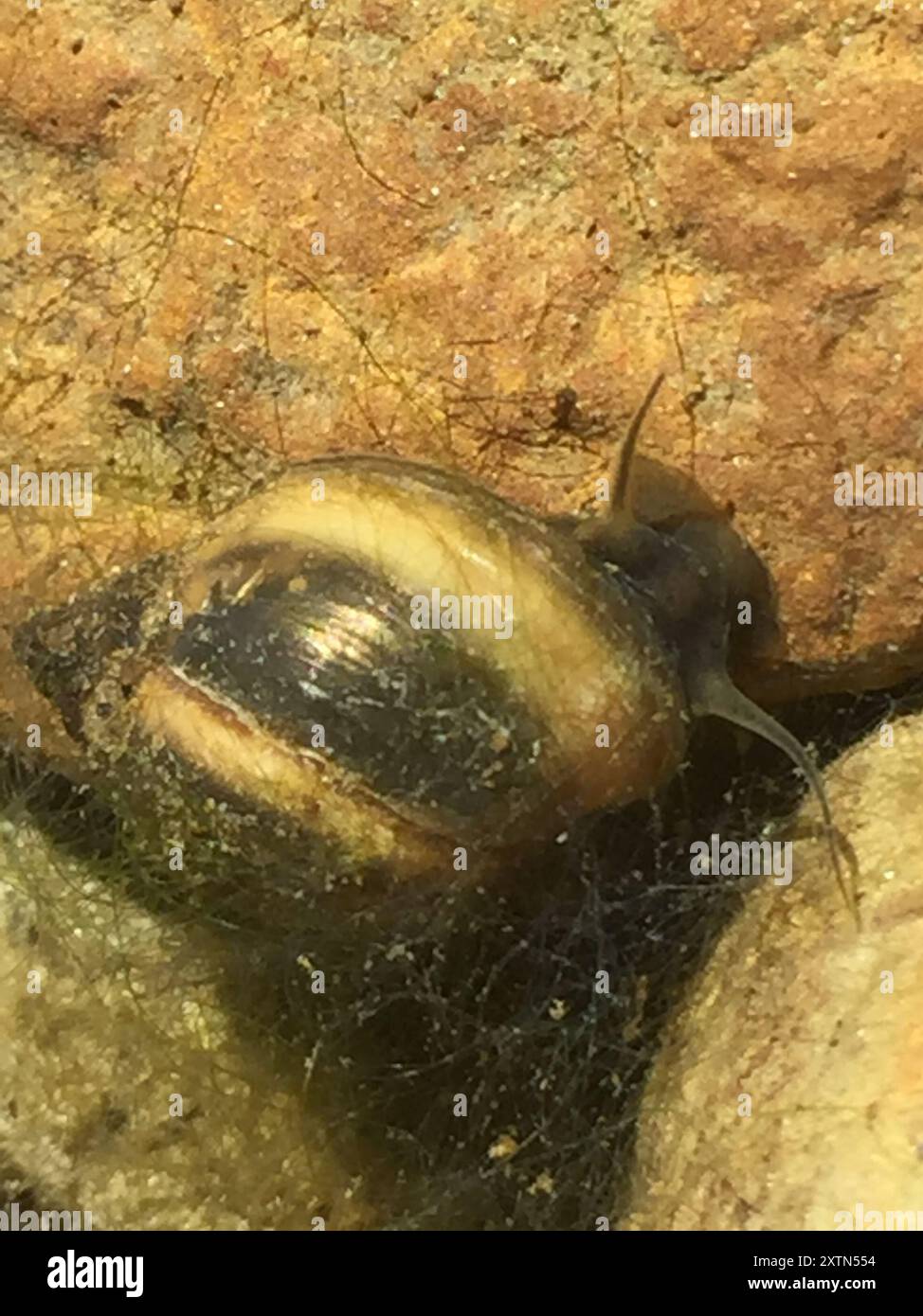 Bladder Snails (Physidae) Mollusca Stock Photo - Alamy