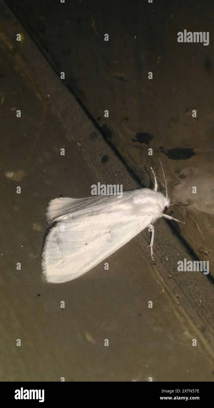 Spilosoma insecta hi-res stock photography and images - Alamy