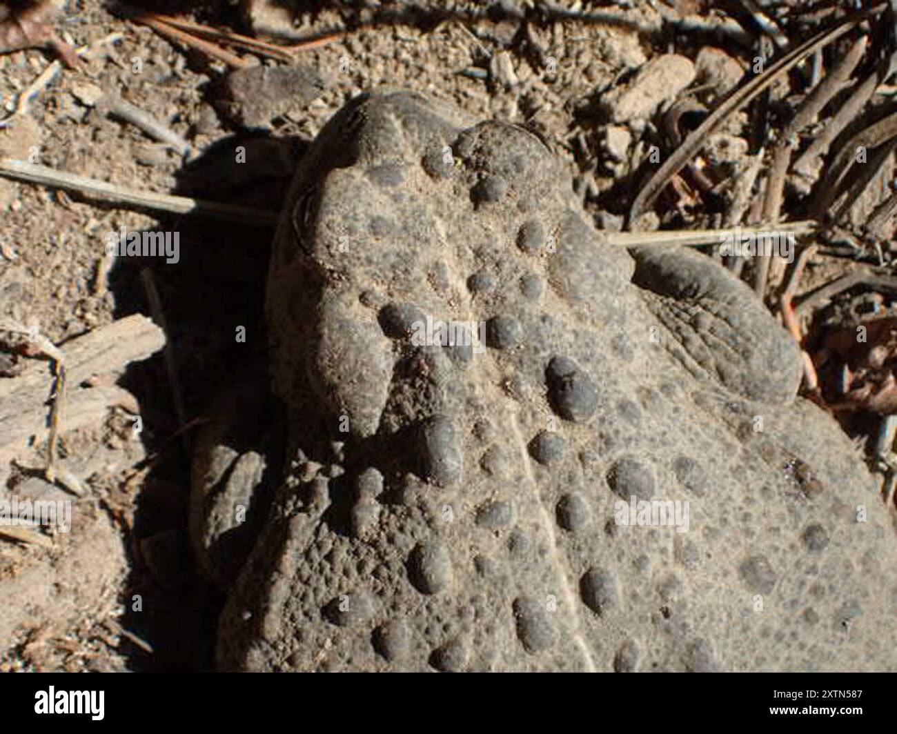 Western Toad (Anaxyrus boreas) Amphibia Stock Photo - Alamy