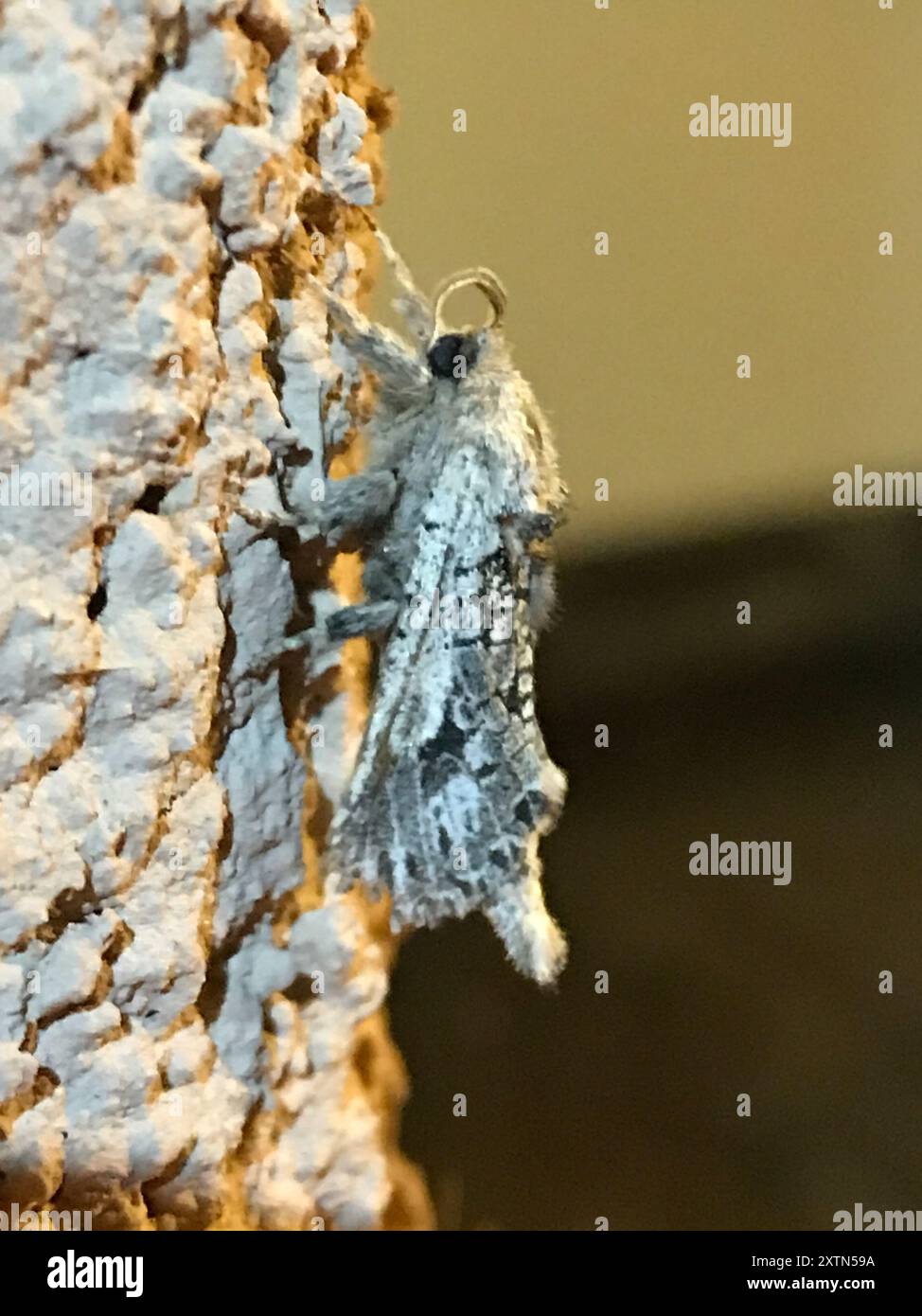 Carpenter and Leopard Moths (Cossidae) Insecta Stock Photo - Alamy