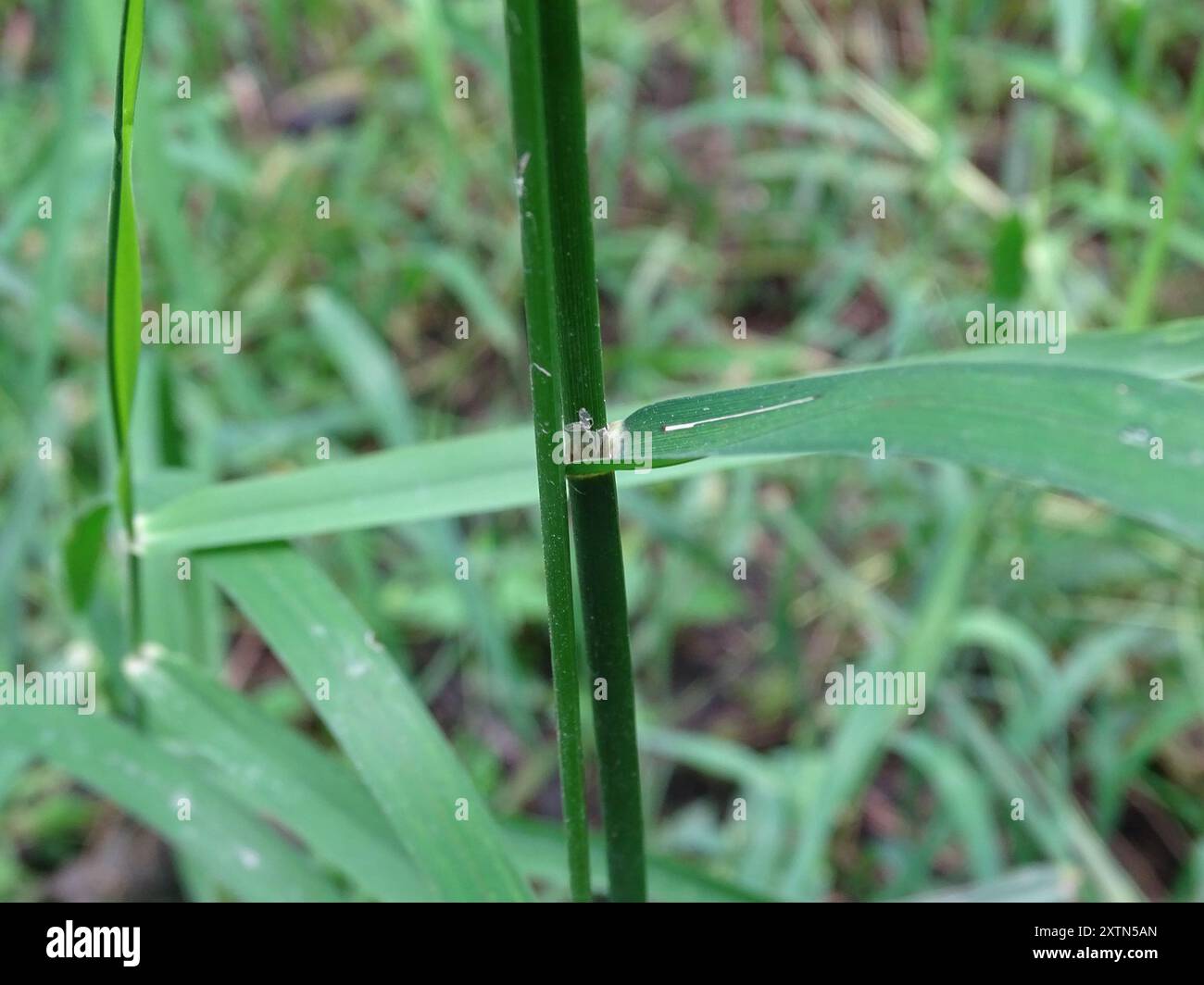 Floating Mannagrass (Glyceria septentrionalis) Plantae Stock Photo - Alamy