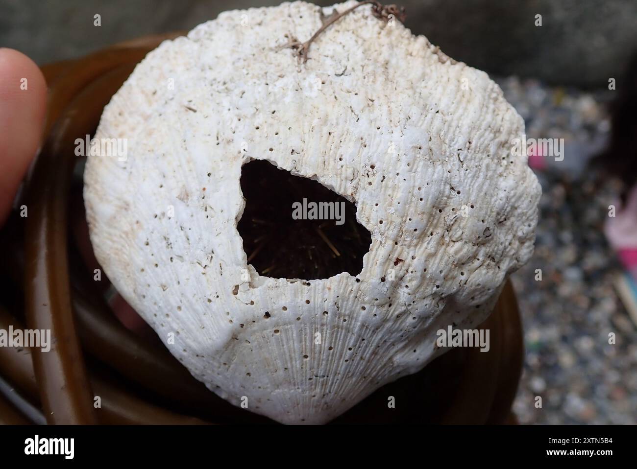 Giant Rock Scallop (Crassadoma gigantea) Mollusca Stock Photo - Alamy