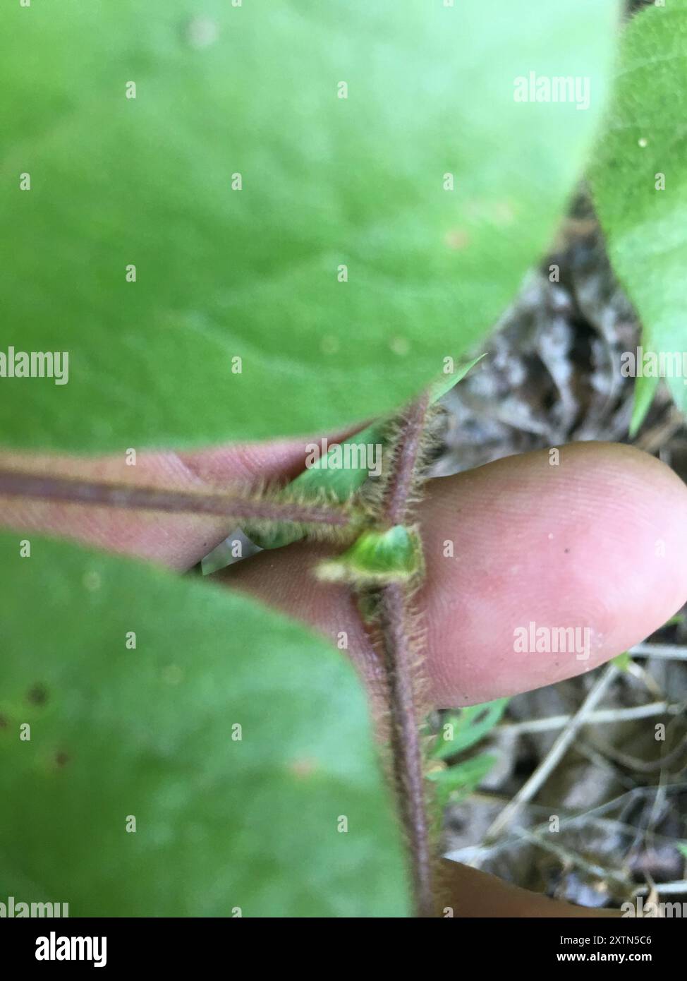 Round-leaved Trailing Tick-trefoil (Desmodium rotundifolium) Plantae ...
