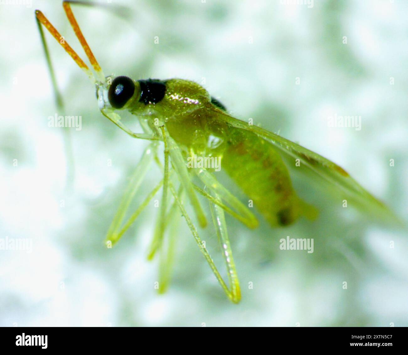 Hart's Hyaline Plant Bug (Hyaliodes harti) Insecta Stock Photo - Alamy