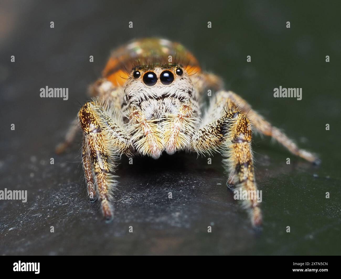 Golden Jumping Spider (Paraphidippus aurantius) Arachnida Stock Photo ...