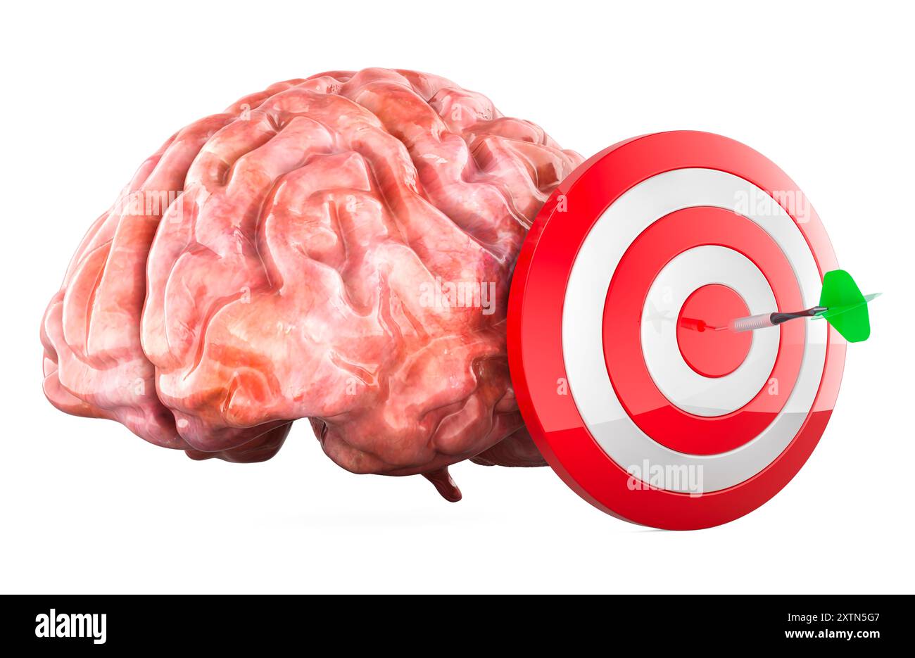 Human brain with target and darts arrow in bullseye, 3D rendering ...