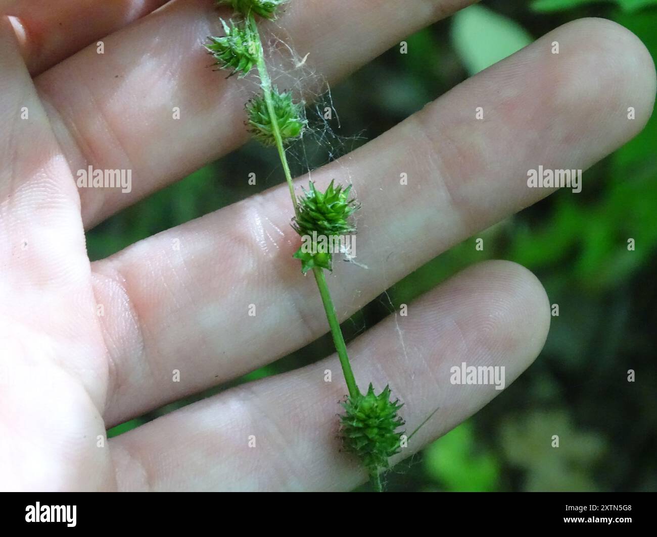 bur reed sedge (Carex sparganioides) Plantae Stock Photo - Alamy