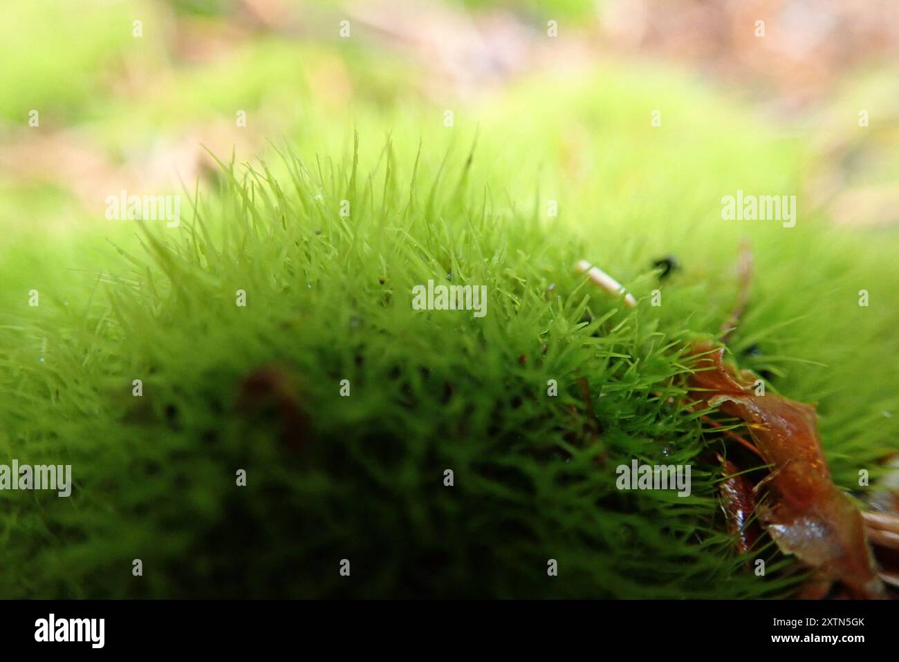 Fragile Fork-moss (Dicranum tauricum) Plantae Stock Photo - Alamy