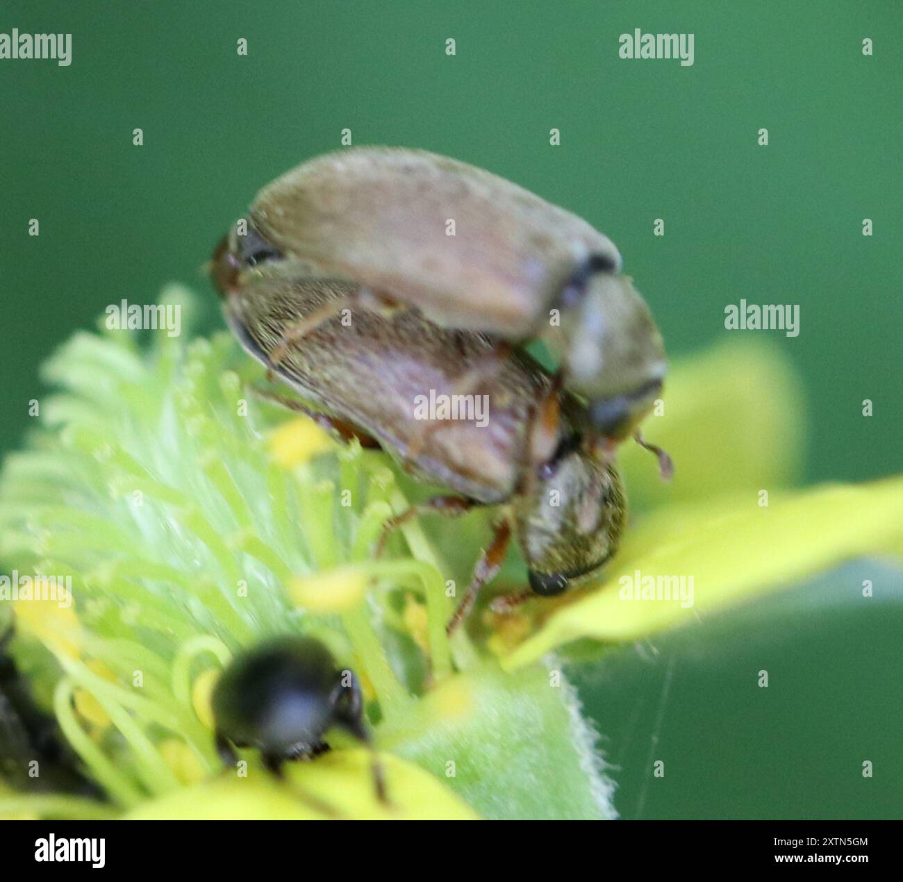 Raspberry Beetle (Byturus tomentosus) Insecta Stock Photo - Alamy