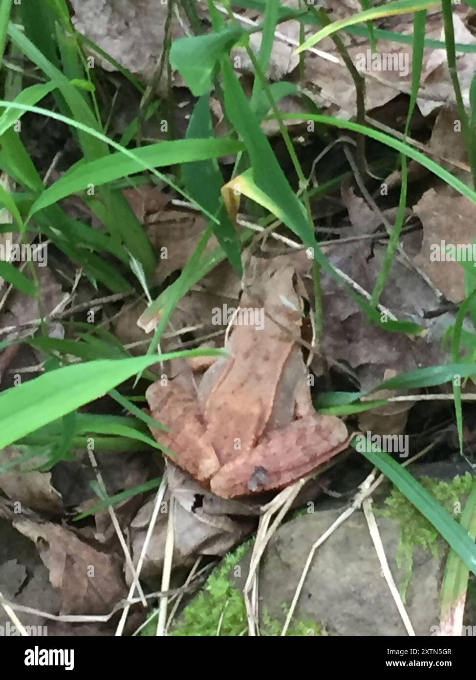Wood Frog (Lithobates sylvaticus) Amphibia Stock Photo - Alamy