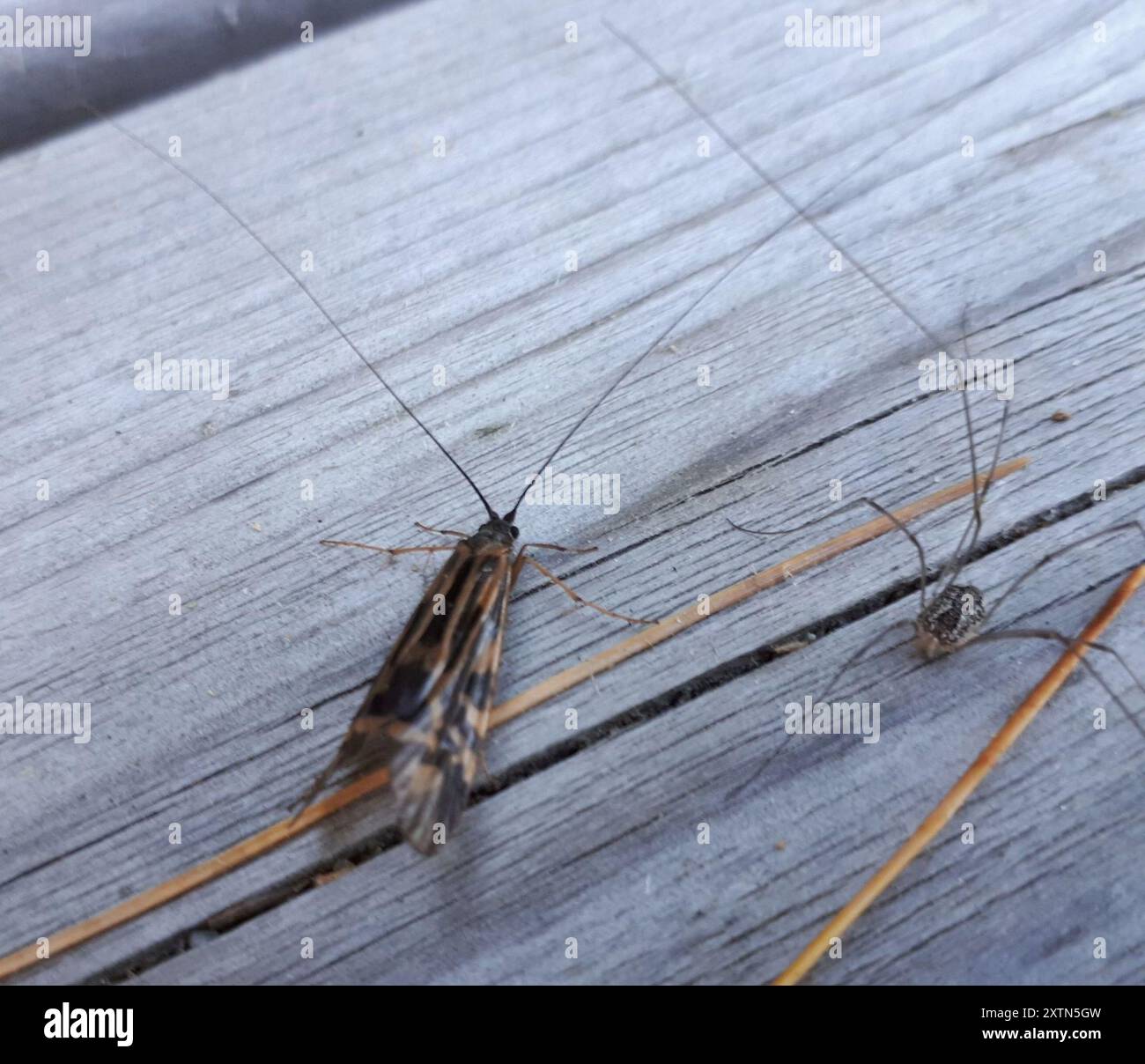 Zebra Caddisfly (Macrostemum zebratum) Insecta Stock Photo - Alamy