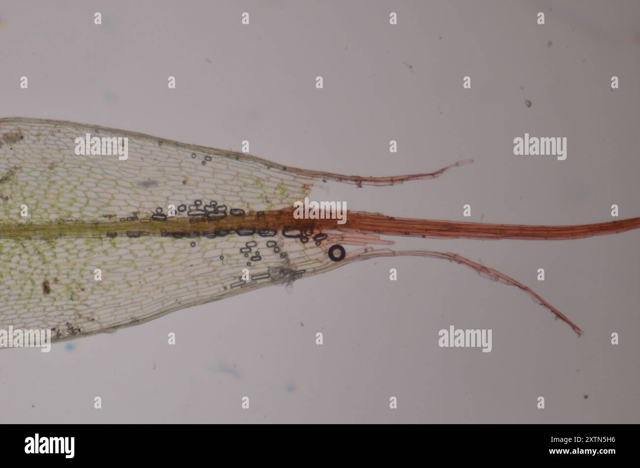 Long-leaved Thread Moss (Ptychostomum pseudotriquetrum) Plantae Stock ...