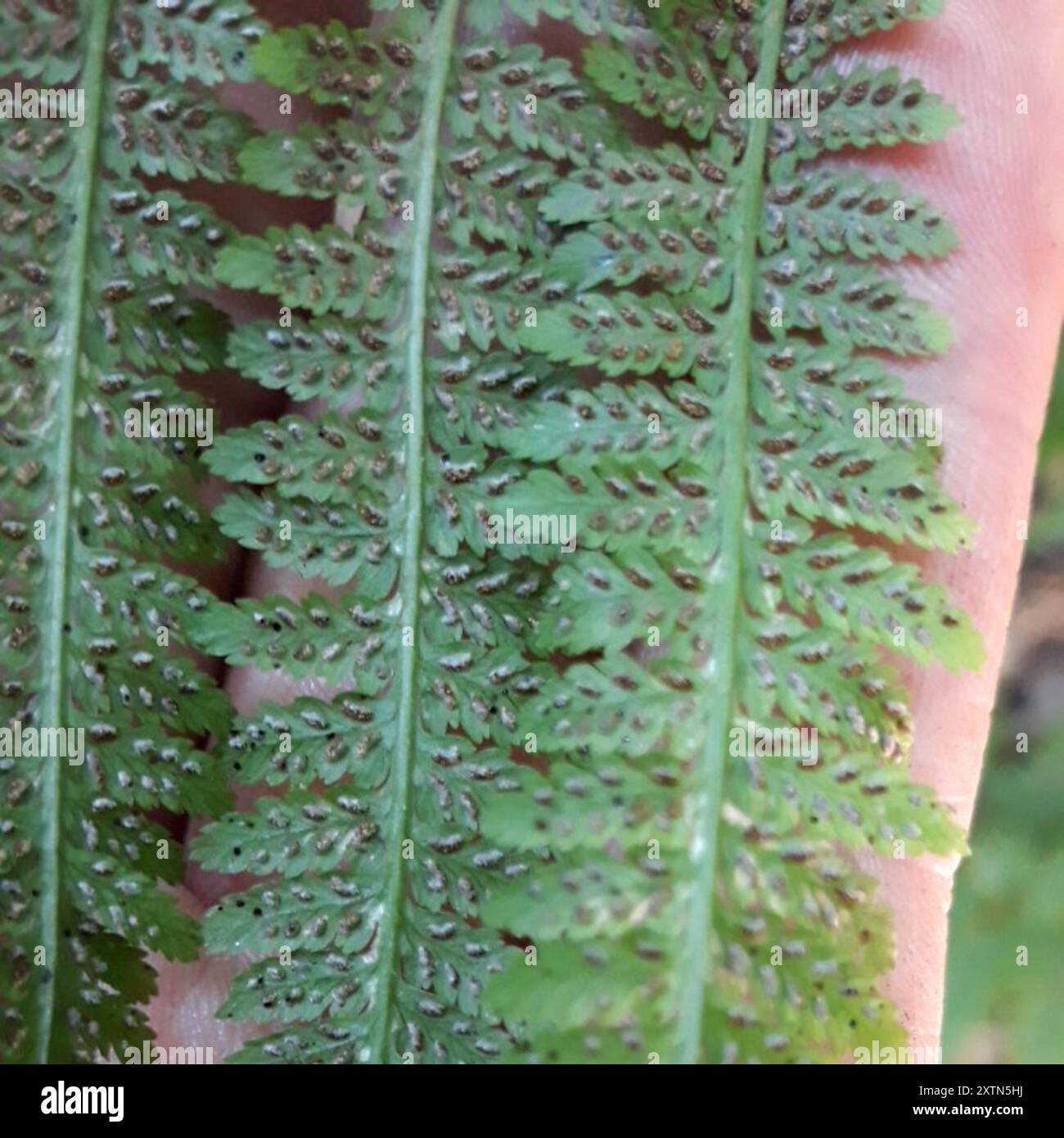lady fern (Athyrium filix-femina) Plantae Stock Photo - Alamy