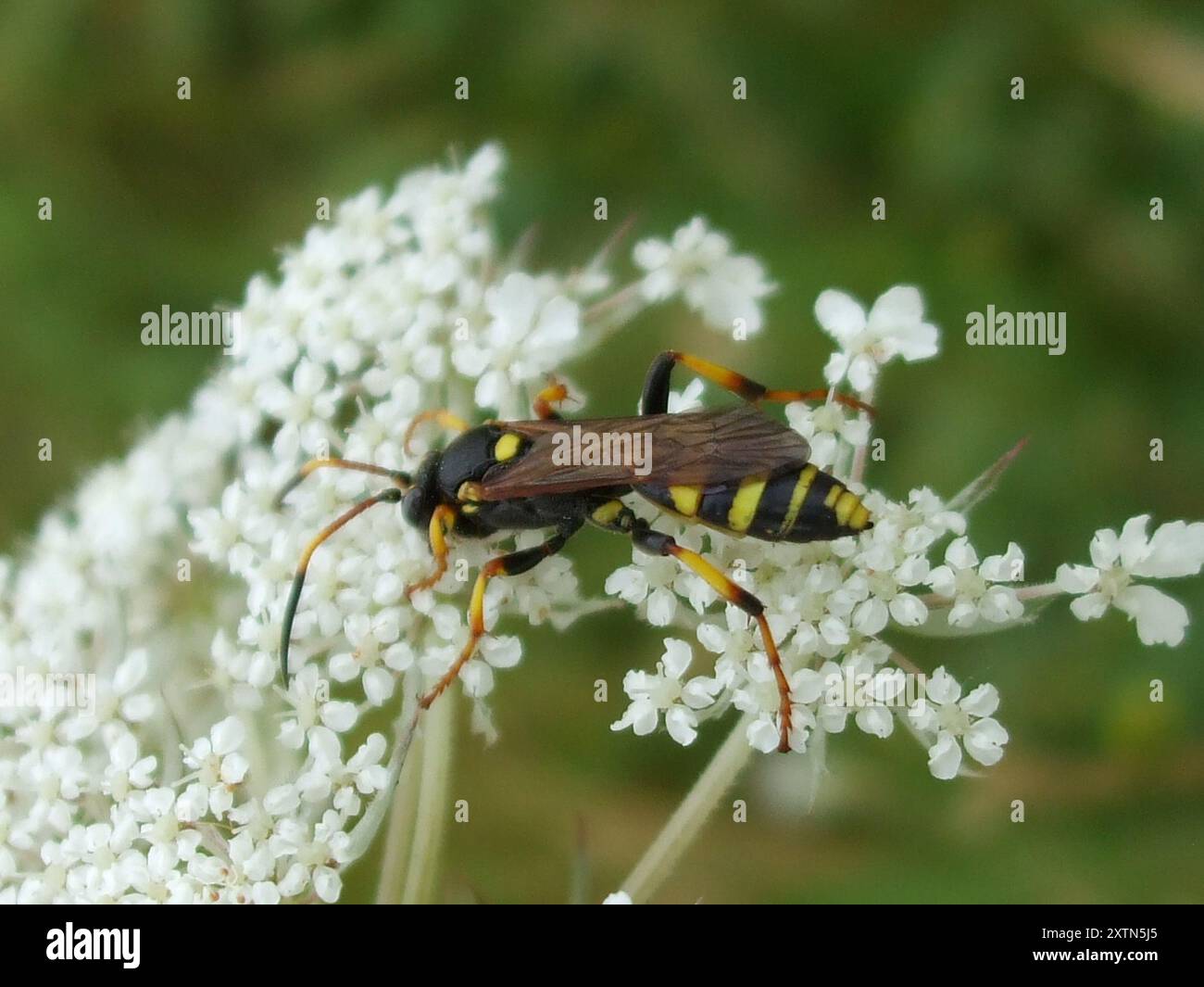 Yellow-striped Darwin Wasp (Ichneumon xanthorius) Insecta Stock Photo ...