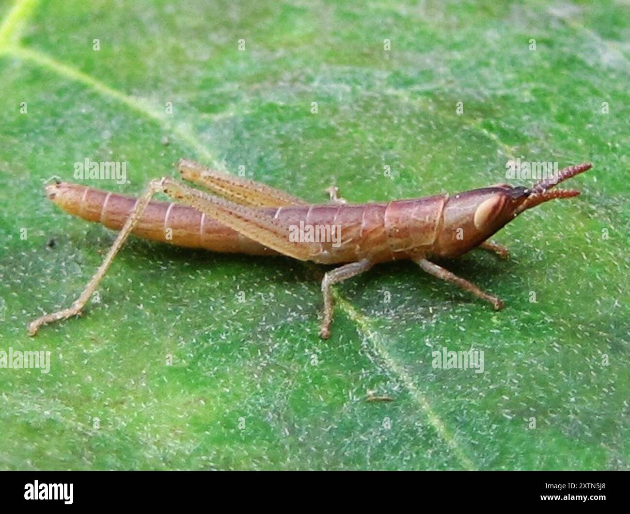 Cattail Toothpick Grasshopper (Leptysma marginicollis) Insecta Stock ...