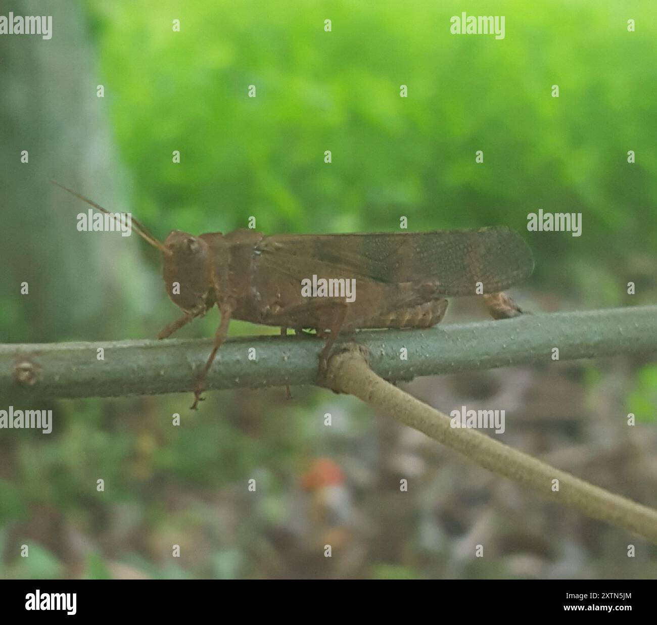 Carolina Grasshopper (Dissosteira carolina) Insecta Stock Photo - Alamy