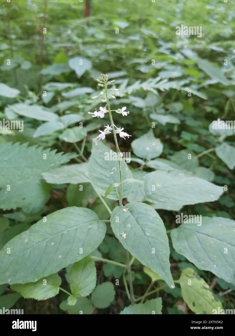 enchanter's-nightshade (Circaea lutetiana) Plantae Stock Photo - Alamy